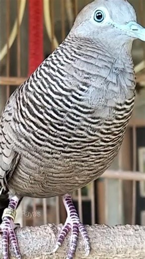 Local Turtle Doves Singing with Big Kung Sounds, Luring Turtle Doves to Make Them Sing