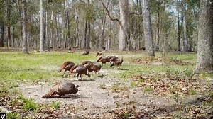 21K views · 772 reactions | Feather duster Have you ever seen wild...