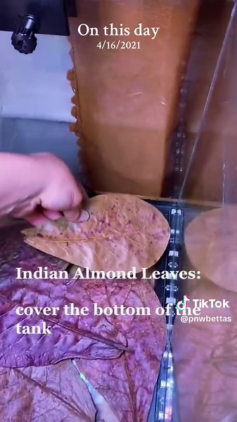 #onthisday simple betta tank setup tutorial! #bettafish #bettatank #betta_lover #bettakeeping #fishtok #bettatok #fishkeeping #fishtank