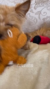 17K views · 12K reactions | Share or lose your toy privileges, Pippa #pippadog #two3leggeddogs #threeleggeddog #jeanie | Jeanie & Pippa; Two 3-Legged Dogs | Facebook
