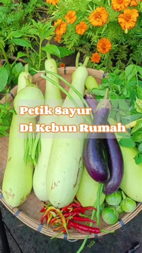 Memetik Labu Air,Kacang Panjang, Buah Telang,Daun Katuk, Terong Ungu, Terong Pondoh, Terong Lalap, Cabe. Alhamdulillah #labucina #labuair #panendikebun #berkebun #panendikebunsendiri