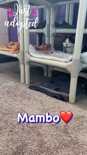 ❣️ SPECIAL ADOPTION ANNOUNCEMENT ❣️ Our sweet, handsome longtimer Mambo was adopted today! Mambo has been with us, either in the shelter or foster care, since March! He loves to make biscuits, nap in sun spots, watch birds, be pampered, and he'll get all that and more in his new forever home! We are so happy for you Mambo! Please enjoy his adoption day video and join us in celebration! 🐾#adoptionday #justadopted #celebrate #foreverhome #happytails #adopt #hssa | The Humane Society of Southern A