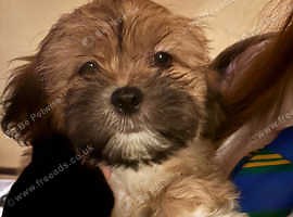 Lhasa apso puppies for sale - £850