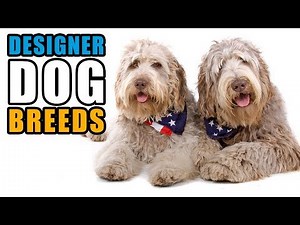 Popular Designer Dog Breeds | Talkin' Dogs List Show
