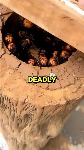 What Are the Deadliest Insects? 🐝⚡