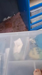 Sturdy but cheap boxes at Ikea, useful for a multitude of tackle items, £3.50 each | Terry Jackson