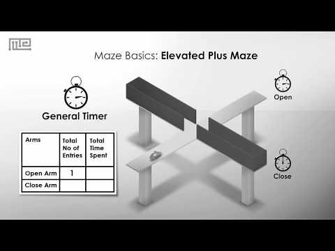 Elevated Plus Maze