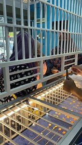 14 reactions | DEMO KATO BLAKO‼️ DEMO TOK RASO GAPO KITO RASO‼️ RASO...