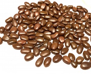 Thornless Honey Locust Tree Seeds (GLEDITSIA TRIACANTHOS INERMIS) - Etsy