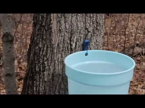 How to Tap a Maple Tree Using the Bucket and Spile Combo System.