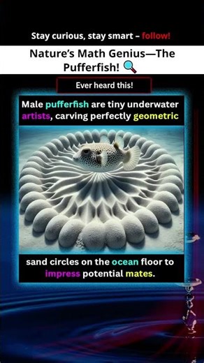 Love in Circles Pufferfish’s Sand Art Secrets! Picasso of the ocean #facts #shorts
