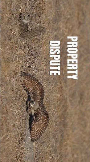 Burrowing owl puts on an epic defense against ground squirrel #burrowingowl #birdsofprey