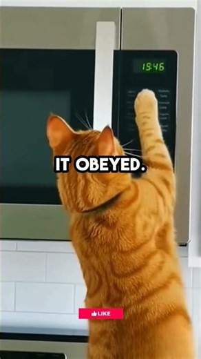 Cat Microwaves an Entire Salmon While I’m Gone #cat #mycat #viral
