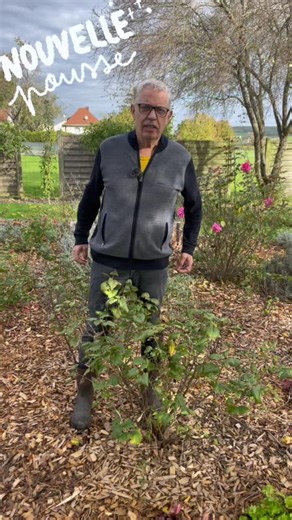 Comment bouturer des groseilliers en saison pour un jardin naturel