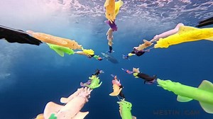 Wahoo are amongst the fastest 🚀 predators of the sea, and this one came out to check a dredge set-up in full speed. The team from @westin_cam_us using our underwater cameras in very different scenarios to what we have over here in Europe. #westincam #UWeye #underwatercamera #wahoo #seafishing #saltwaterfishing | Westin Cam