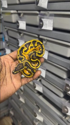 Phantom Stranger Wookie Pied — The Colors Are Unreal! 🐍✨