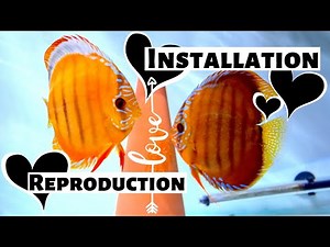 DISCUS BREEDING TANK INSTALLATION