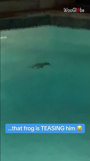 Dog and Frog Friendship: A Heartwarming Tale of Unlikely Pals || WooGlobe