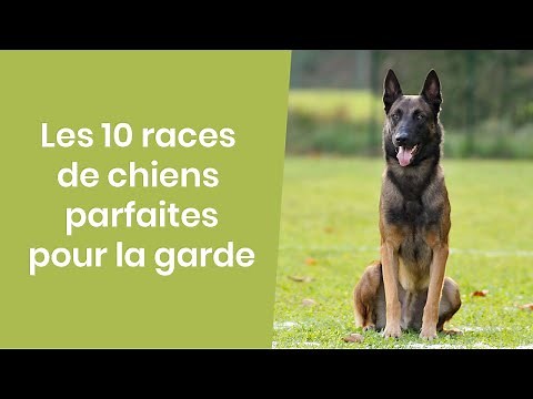 10 DOG BREEDS PERFECT FOR GUARDING