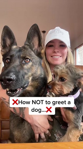 How to Properly Greet a Dog: Tips and Examples