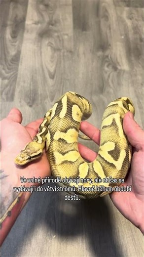 Zajímavostí ze světa krajt královských! 🐍