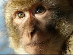 Neanderthal - Profile of a super-predator