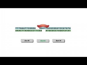 Restriction enzymes Animation