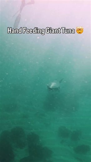 Hand Feeding Massive Bluefin Tuna in the Wild! 🤯😱🤯 After catching a garfish using him for cover, Breeze sent Sam Fanelli down to the depths to try and feed one of these beasts, Fanelli didn’t think it would work so didn’t press record on his GoPro, and missed probably the best clip of the year!! 😅😭 This. Is. WILD SEAS! 🔥 #Tuna #Bigfish #MarineLife #Diving #UnderwaterWorld | Wild Seas