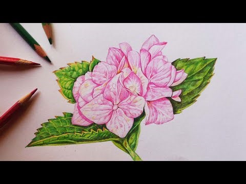 Drawing a Pink Hydrangea | Flower drawing with colour pencils | camlin | Faber castell | how to draw