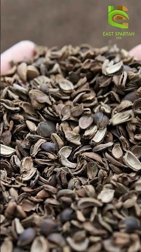 Why PKS Is Booming: The Hidden Power of Palm Kernel Shell in Global Biomass Supply