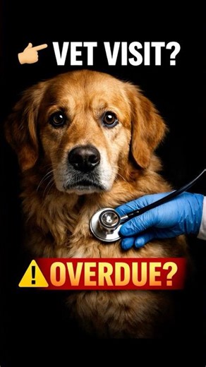 How Often Should Your Dog See the Vet?