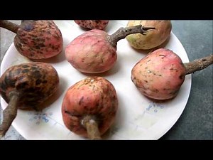 Ramachita,Red Custard Apple,Ramphal Fruit