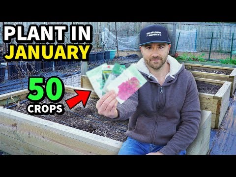 DON'T WAIT! Plant These 50 Awesome Crops In JANUARY NOW!