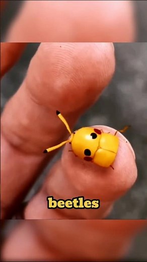 These Little Insect Looks Expensive 🧐