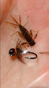 ⁠‪@howardcrostonflyfisher9227‬’s Spring Quill next to a clinger mayfly nymph.