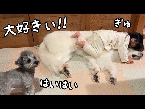 【絆】３歳児が完全に上に乗っても爆睡し続ける超大型犬の優しさが偉大すぎる…｜グレートピレニーズ&オールドイングリッシュシープドッグ&トイプードル