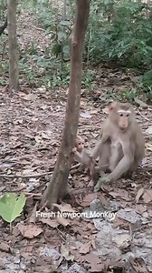 Wow wow clever baby Kendra self climbing tree, Lovely cute baby Kendra 012 | Fresh Newborn Monkey