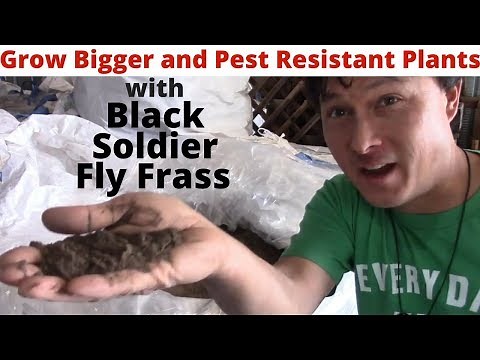 Grow Bigger and Pest Resistant Plants with Black Soldier Fly Insect Frass