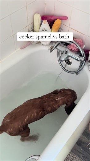 Don’t know who she fighting 🤣#puppy #cockerspaniel #crazydog #bath