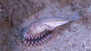 Fire Worm Eating Puffer Fish Fireworm: Stockvideos & Filmmaterial (100 % lizenzfrei) 16310053 | Shutterstock