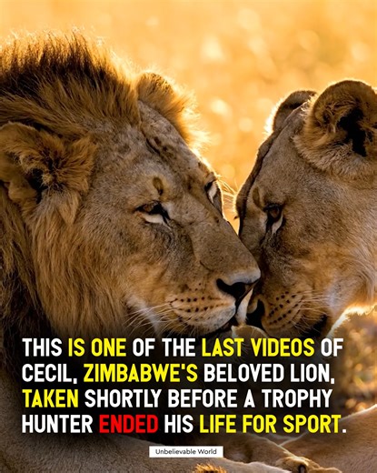 Cecil was a 13-year-old lion who had become the beloved symbol of Hwange National Park in Zimbabwe. 🦁 As part of an Oxford University research project, he wore a tracking collar to help scientists study lion behavior and conservation. In 2015, American dentist Walter Palmer paid roughly $50,000 to hunt Cecil. Luring him out of the park’s protected boundaries with bait, Palmer shot him with a bow and arrow, then tracked and killed him hours later. The killing sparked global outrage, igniting one