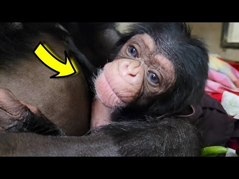 Little Chimp Rescued By a Pilot That was Trapped in Wild !