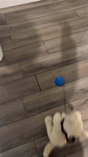 Oof rant time😬 now if there’s anything I missed please let me know bc I couldn’t find proof of anything worse #essa #plushies #dogs #rant #douglas