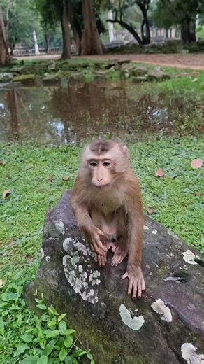Baby monkey Rithy look s-care while i give him for food | Monkey Care
