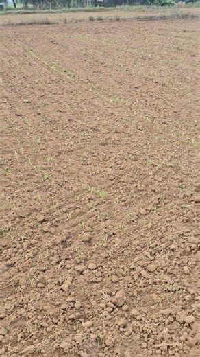 Update sa Dry Seeding V3 #bayer #gofarmtv #follower | GoFarm TV