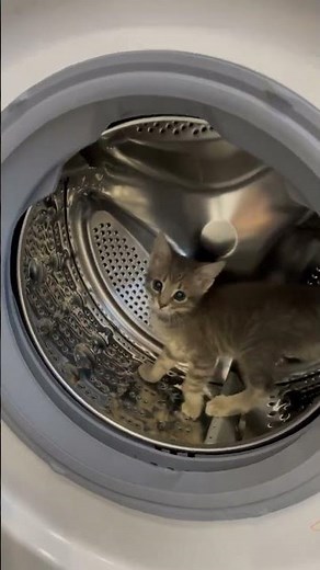 Cat climbs into the washing machine and runs it like a wheel!