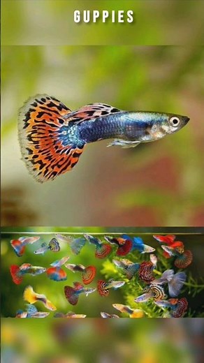 Top 5 low maintenance tropical fish || Best fish for beginners || Easy to keep #reels #aquarium