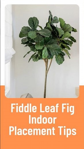 Fiddle Leaf Fig Dying? Fix It with These 5 Placement Tips 🌿