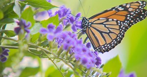"Pollinator Week" to help butterflies, bees, and other local pollinators