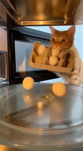 Cat's Microwave Egg Experiment Goes WRONG 🥚💥 #CatFails #FunnyPets #Shorts